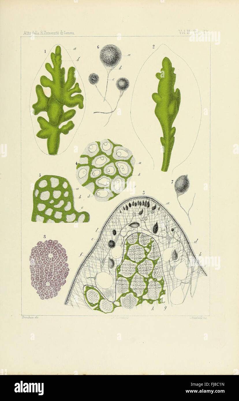 Marine mollusk classification hi-res stock photography and images - Alamy