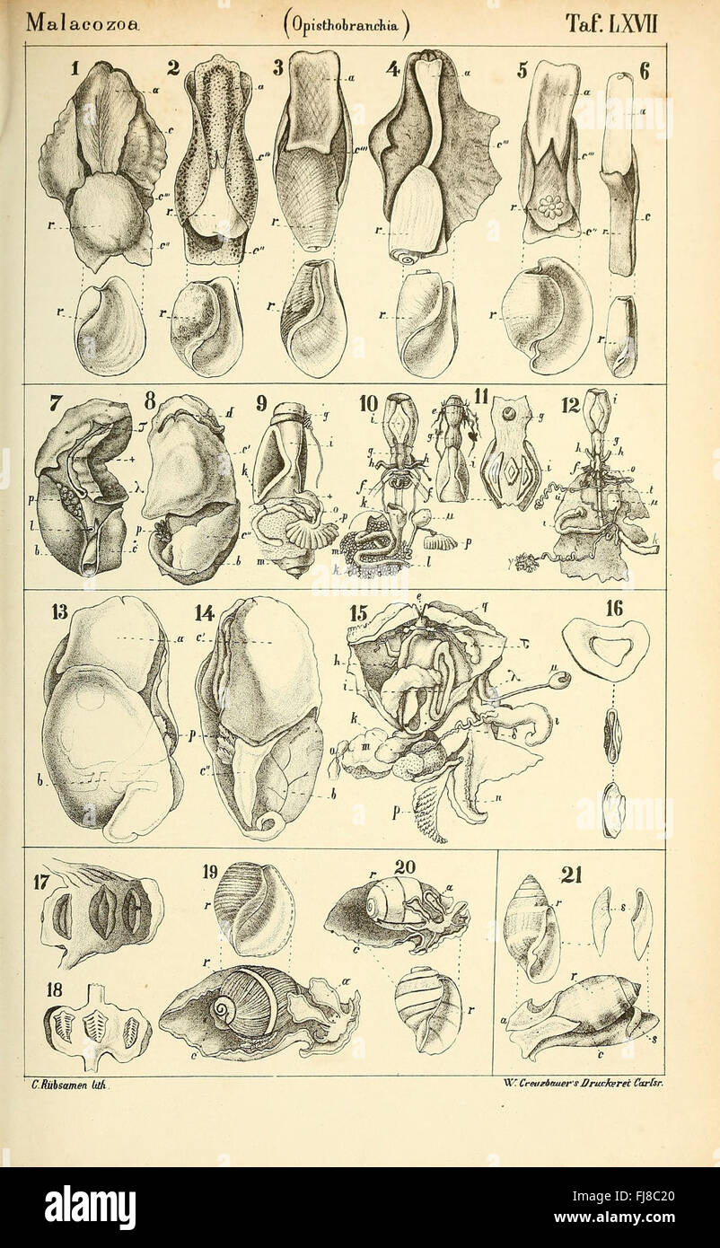 A comprehensive classification of animal species, focusing on ...