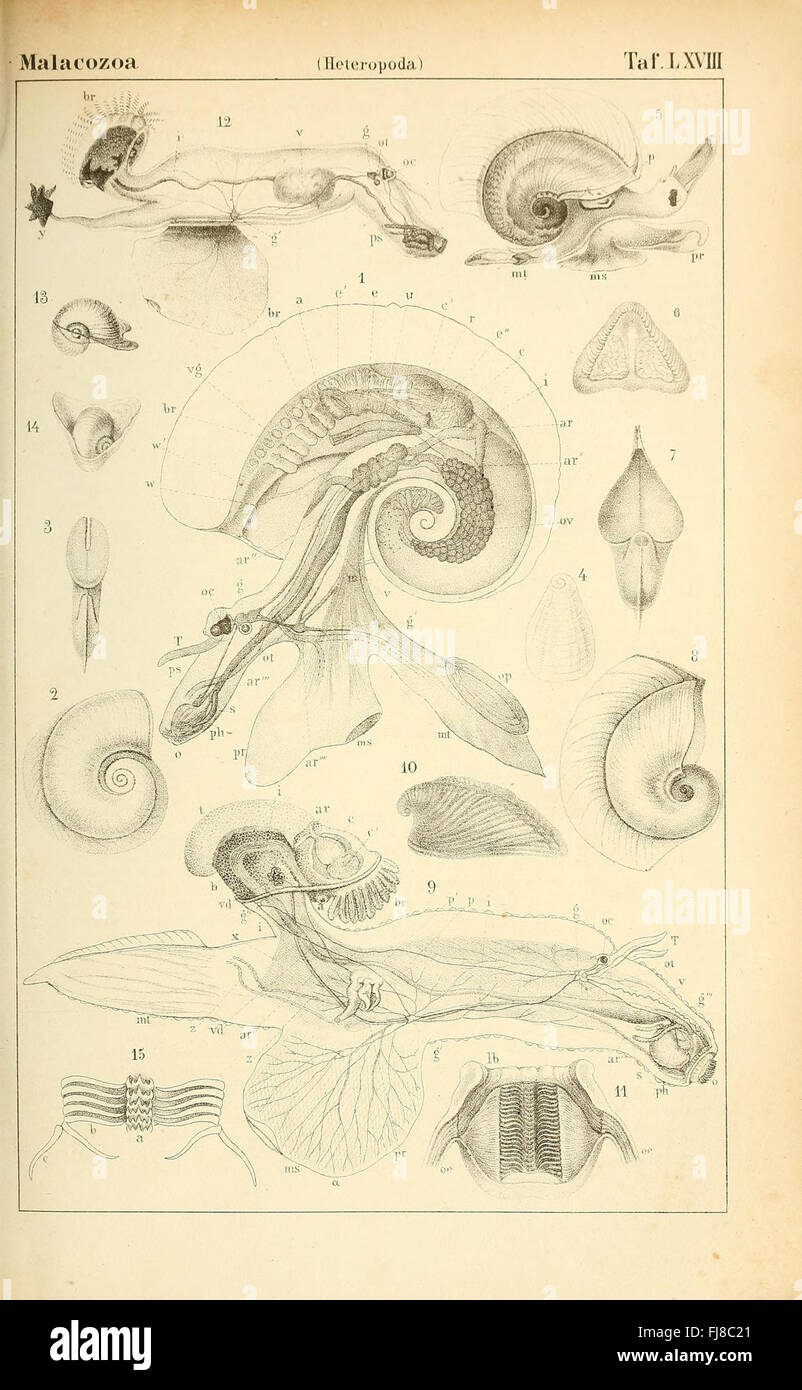 A study on the classification of cephalopods, including octopuses and ...