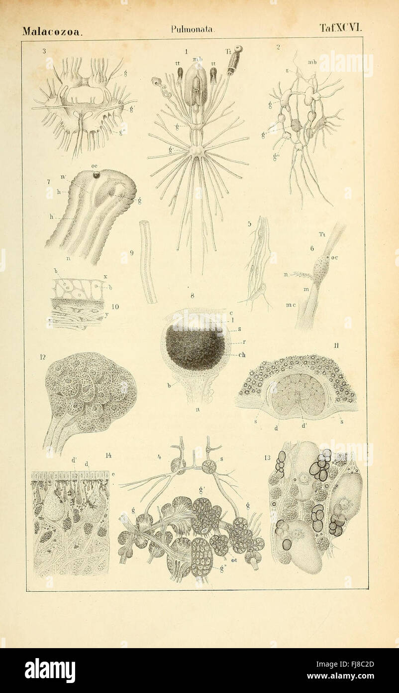A classification study of Cephalopoda (cephalopods), detailing their ...
