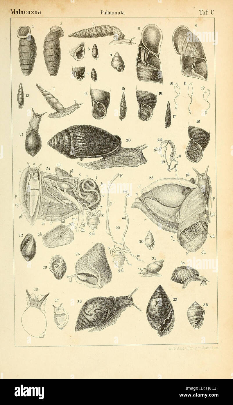 A detailed classification of animal kingdoms and phyla, with a focus on ...