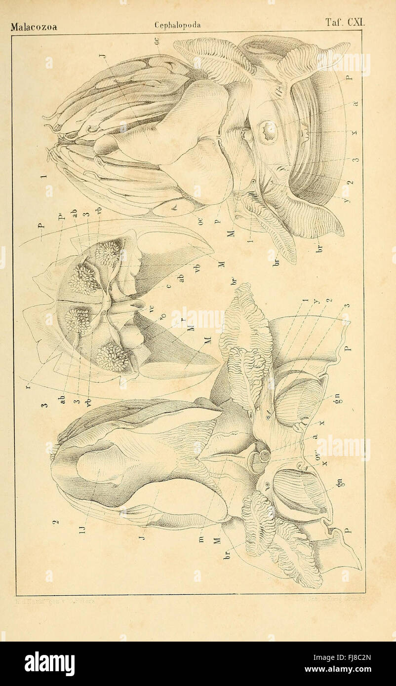 This work focuses on the classification of cephalopods, including ...