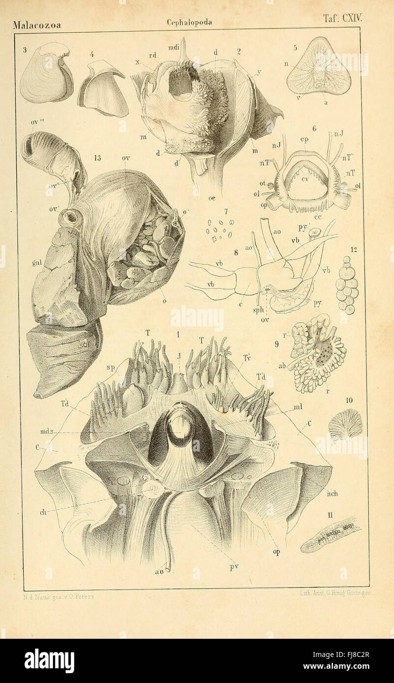 Classification Of Animal Species