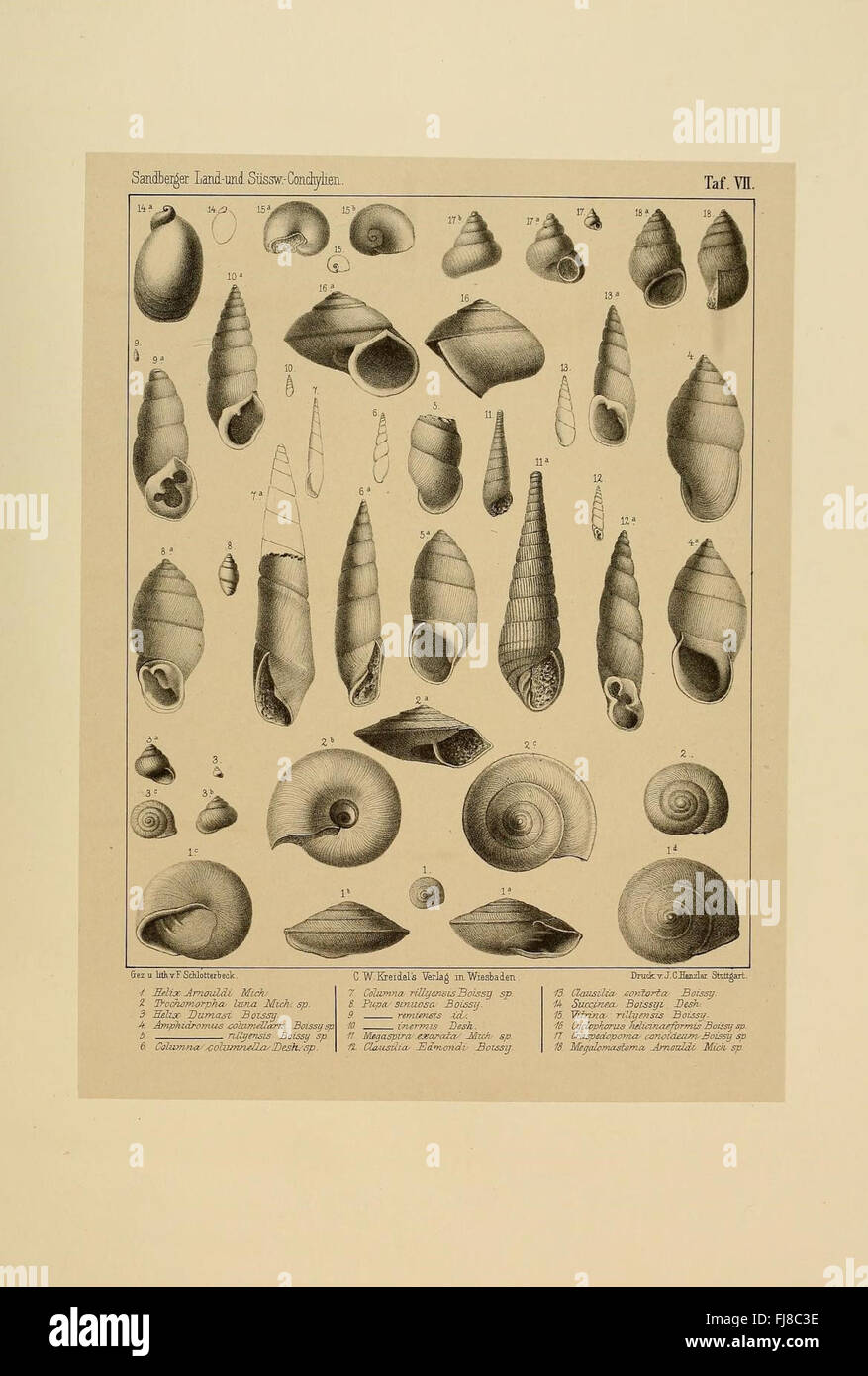 A study of land and freshwater mollusks from the fossil record ...