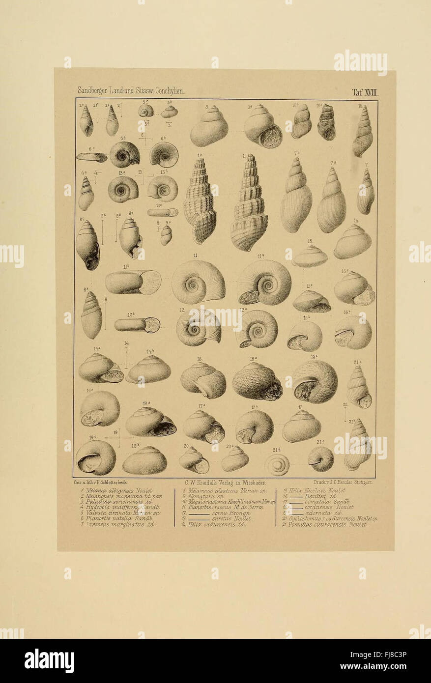A study on land and freshwater mollusks from prehistoric times, with ...