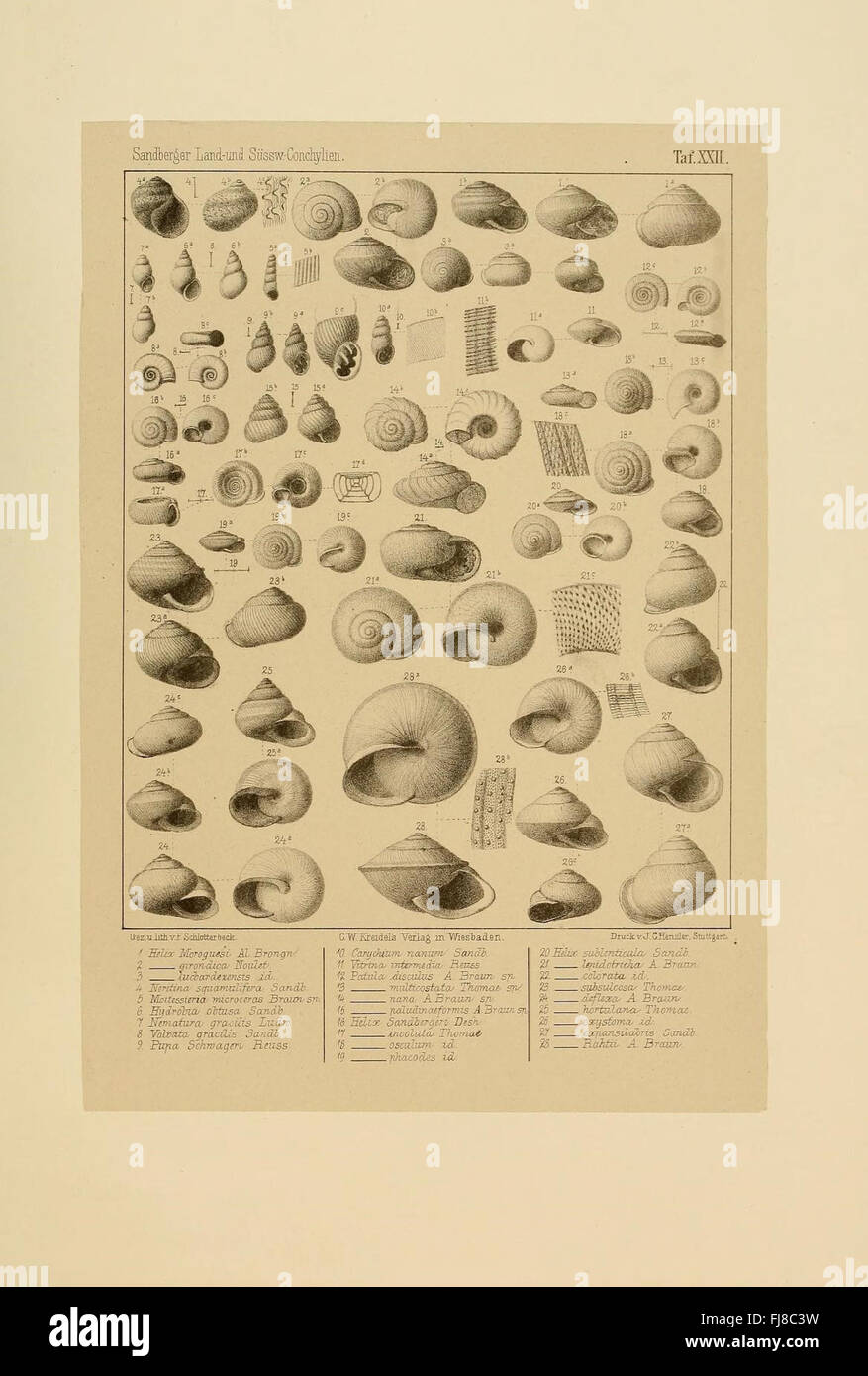 A study of fossil freshwater and land mollusks from ancient times ...