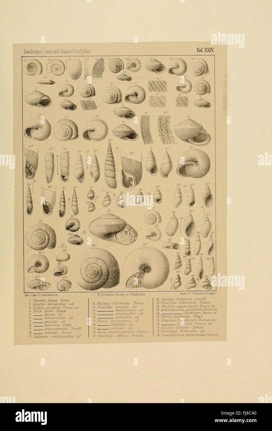 A study on the fossil mollusks from both land and freshwater ...
