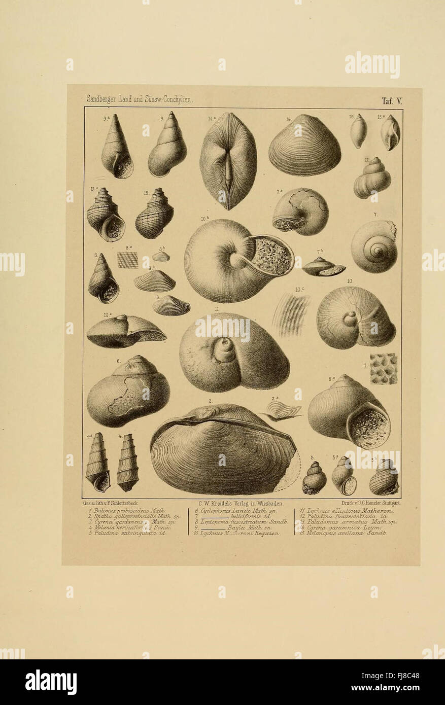 A study of ancient land and freshwater mollusks, focusing on fossil ...