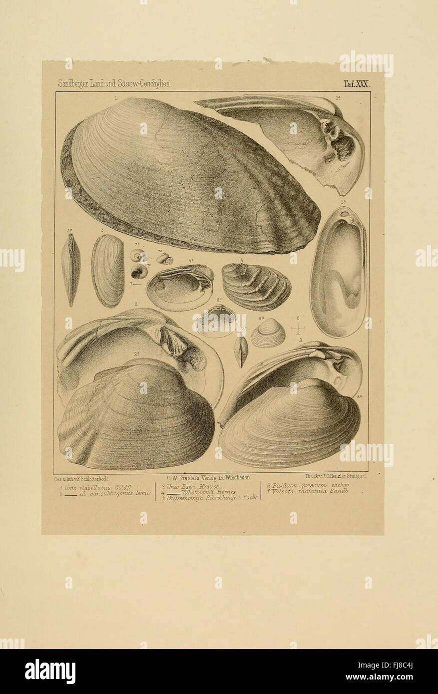 Land and Freshwater Mollusks of the Prehistoric World, a ...