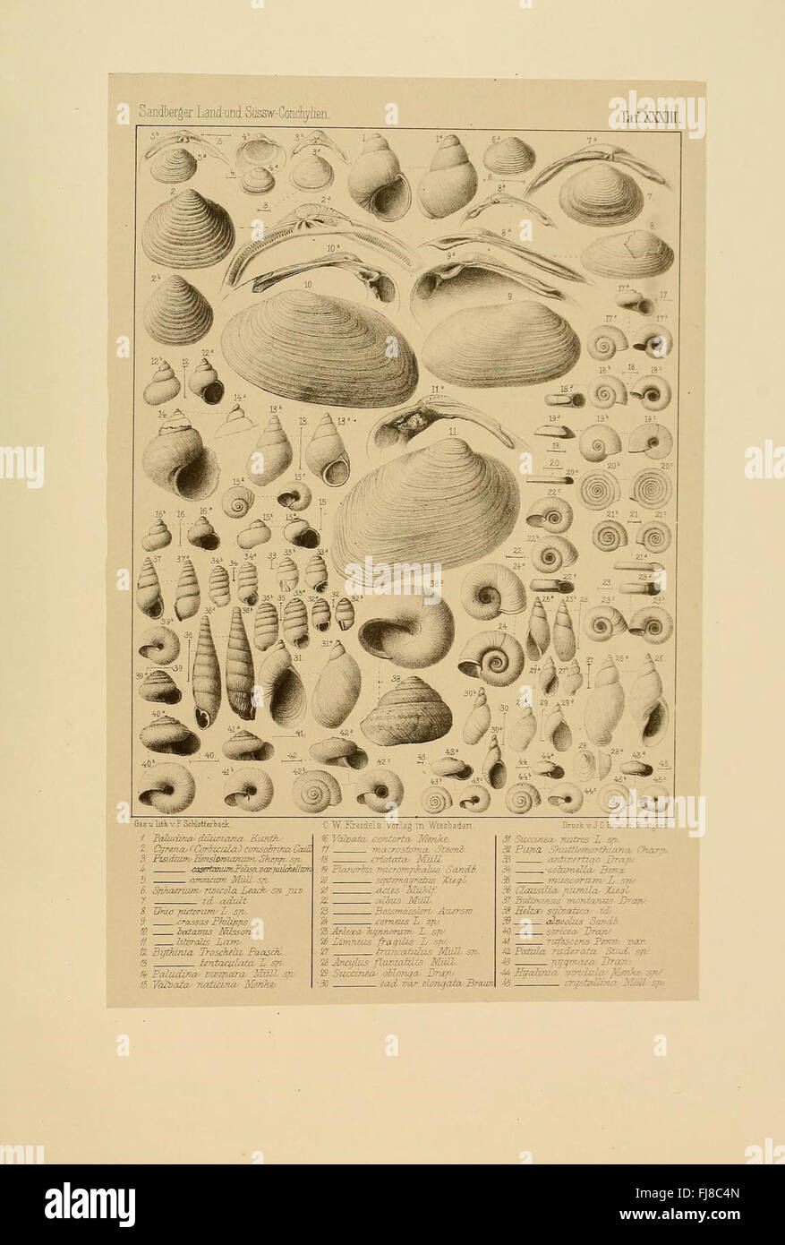 Fossil mollusks of ancient freshwater and saltwater species, Harvard ...