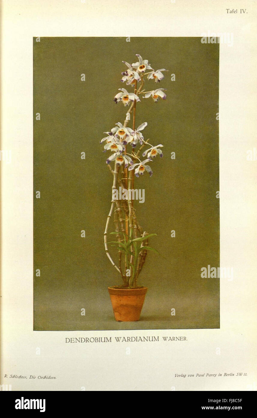 An illustrated work on orchids, featuring a detailed description of ...