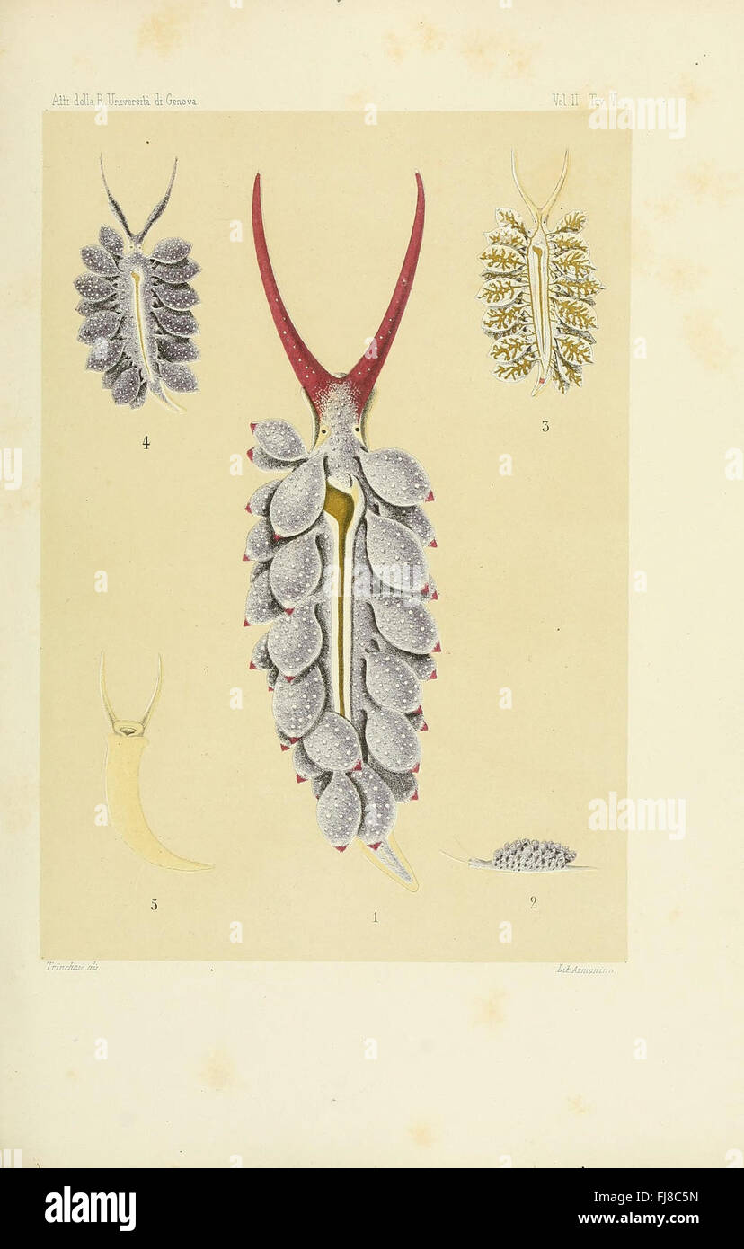 A detailed work on the mollusk families from the Port of Genoa ...