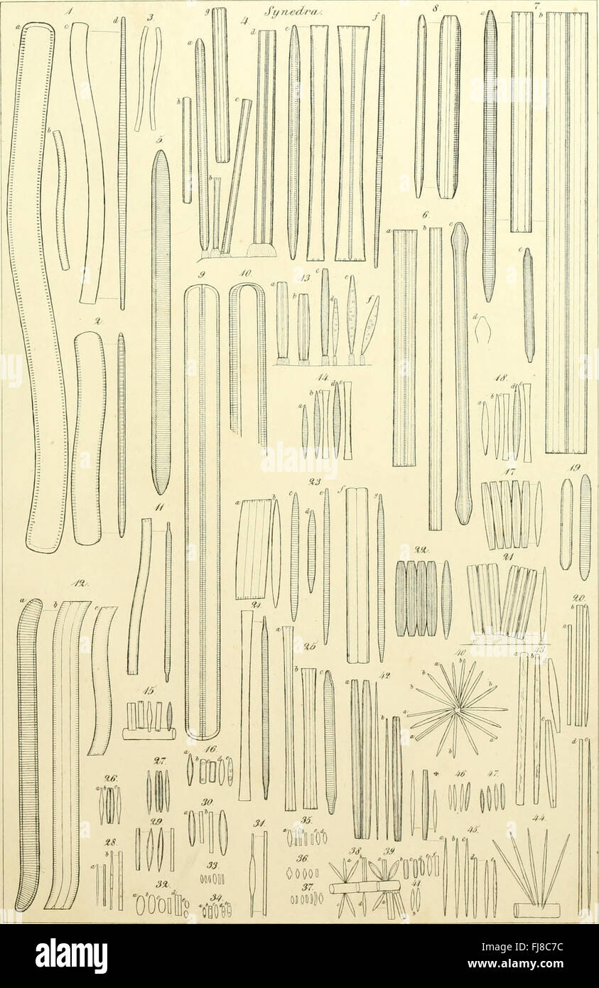 An exploration of freshwater diatoms, illustrating the unique and ...