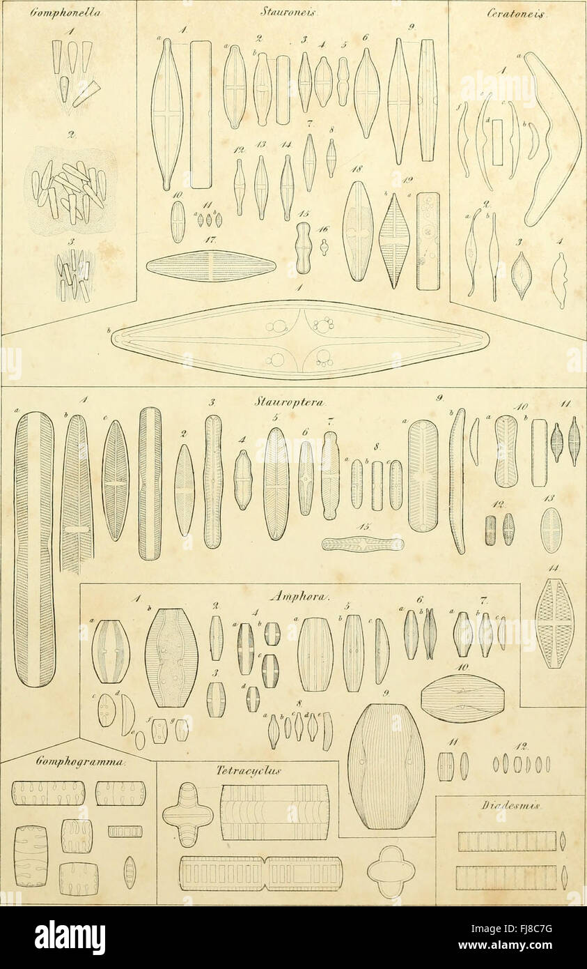 A 1853 study of freshwater diatoms (Bacillariophyta) aimed at ...