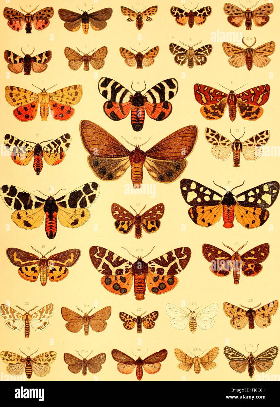A comprehensive work on the butterflies of Europe, first published in ...