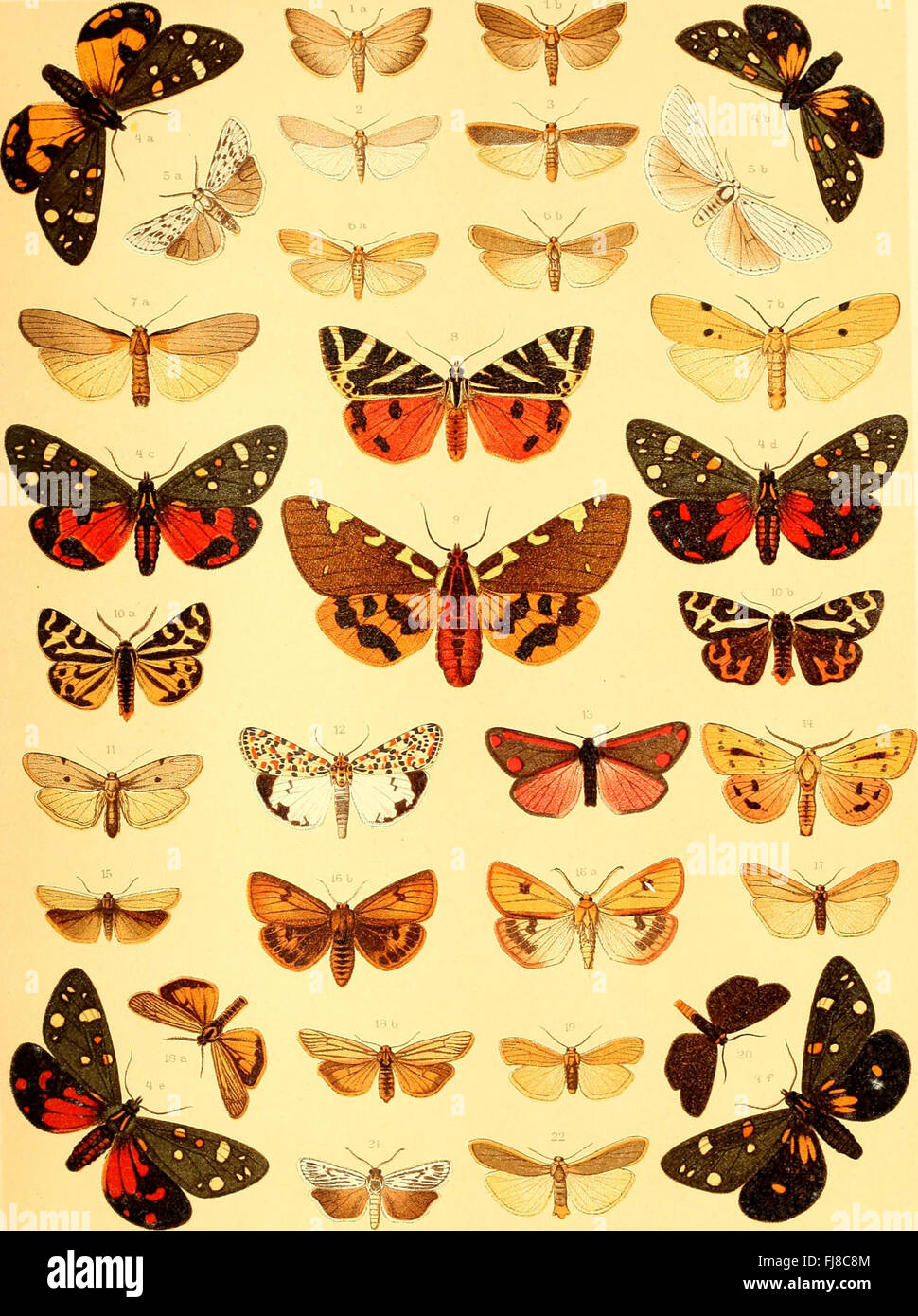 Cataloging of european butterfly species hi-res stock photography and ...