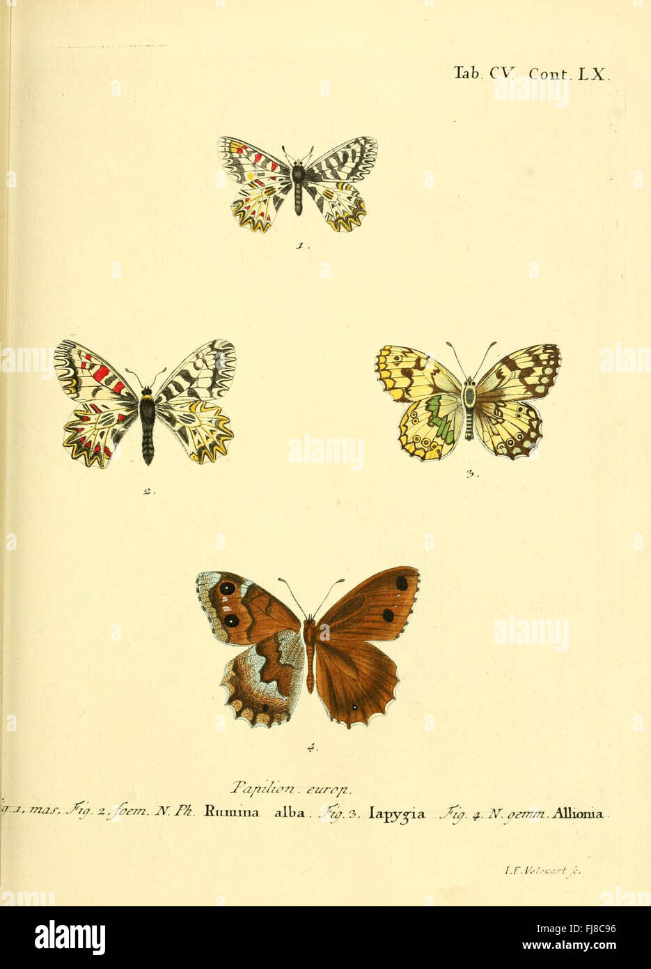 This work focuses on detailed illustrations of European butterfly ...