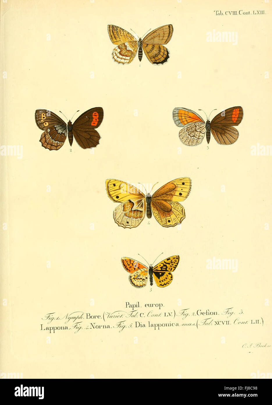 Illustrated guide on European butterflies, detailing species ...