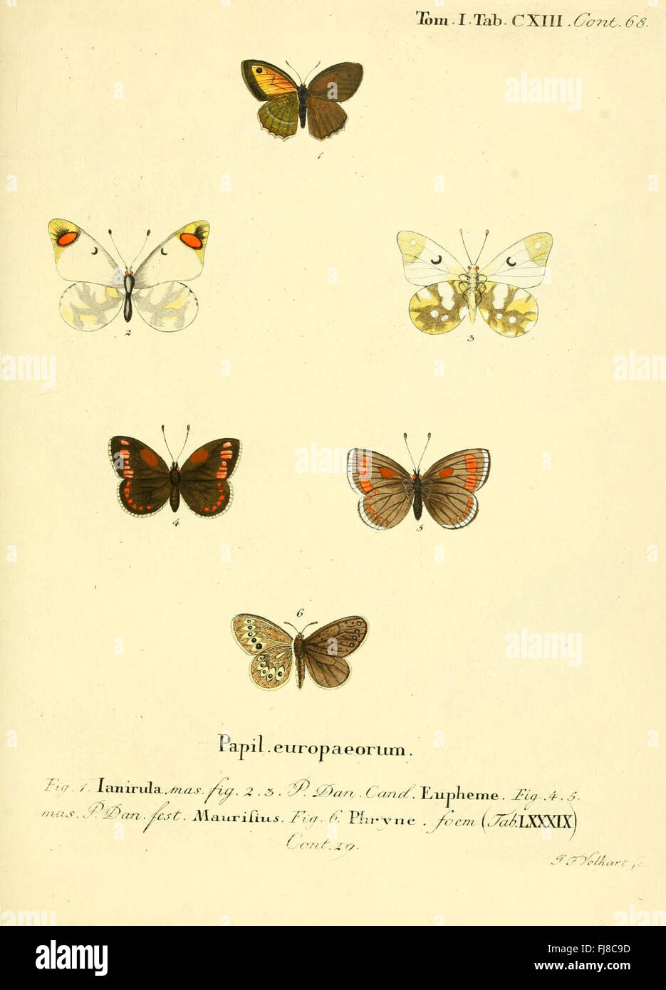 A German work depicting butterflies in natural color, providing ...