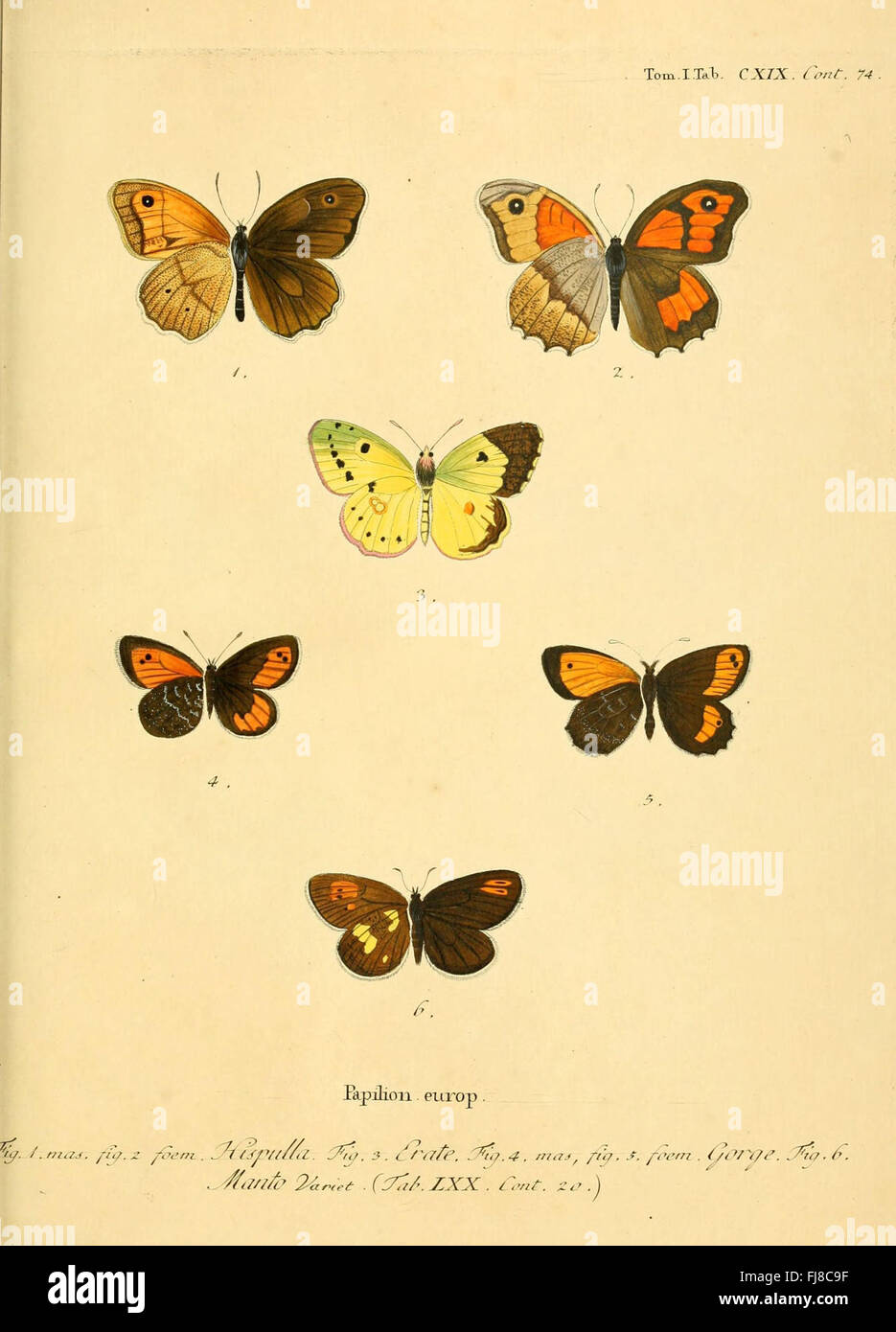 Illustrated study of European butterflies, showcasing their natural ...