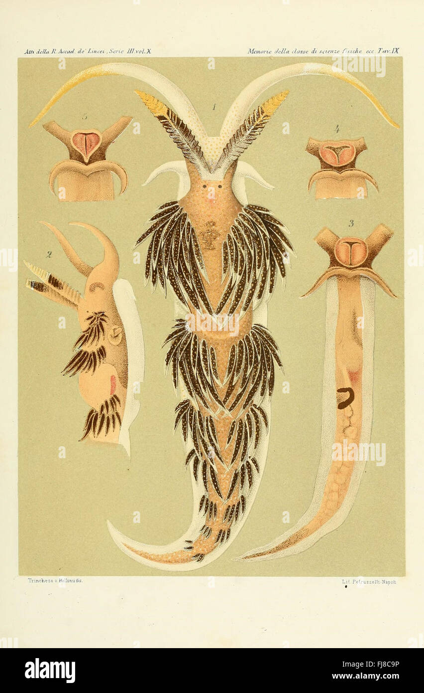 Colididae e famiglie affini del porto di Genova, Genoa Harvard ...