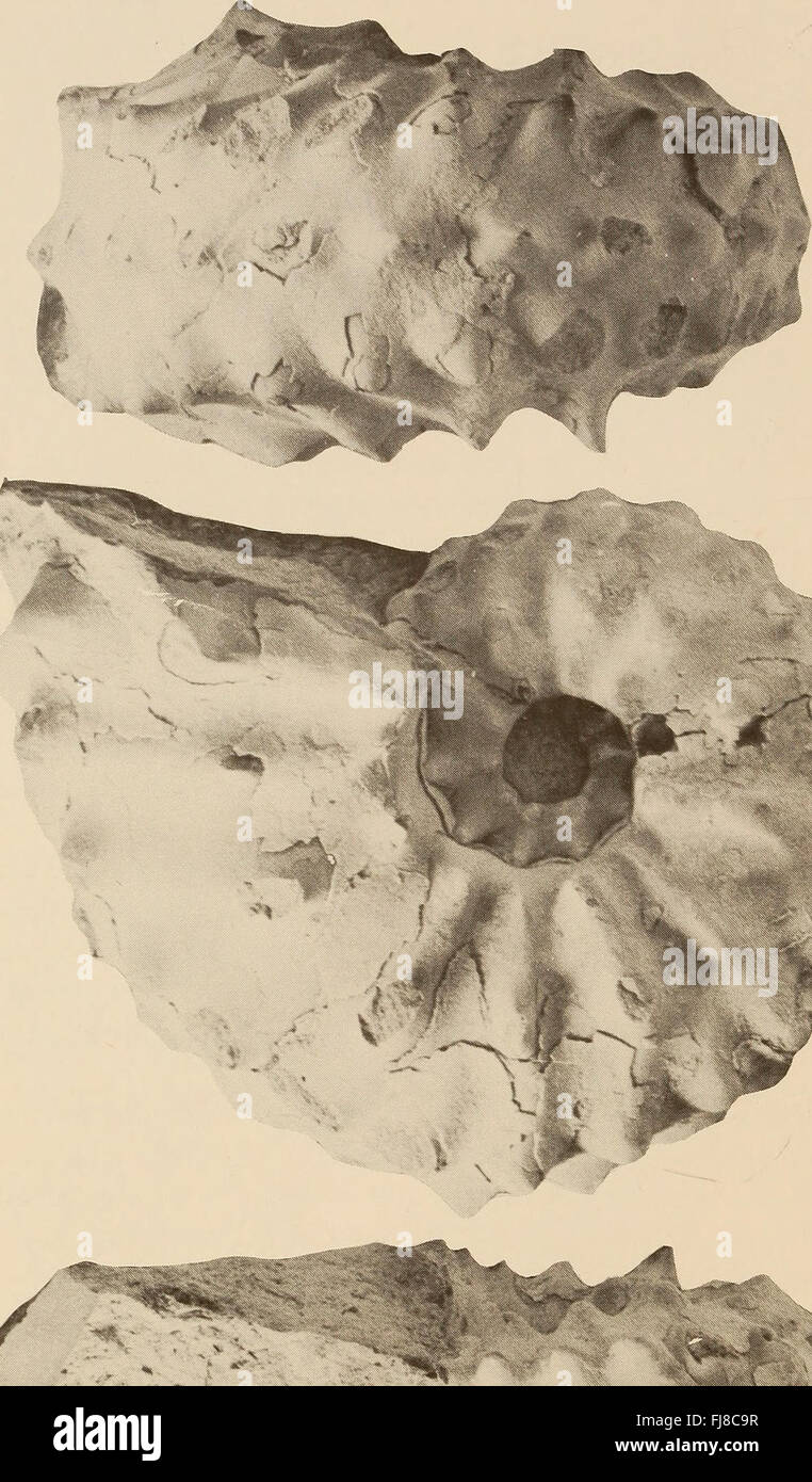 Annale van die suid afrikaanse museum hi-res stock photography and ...