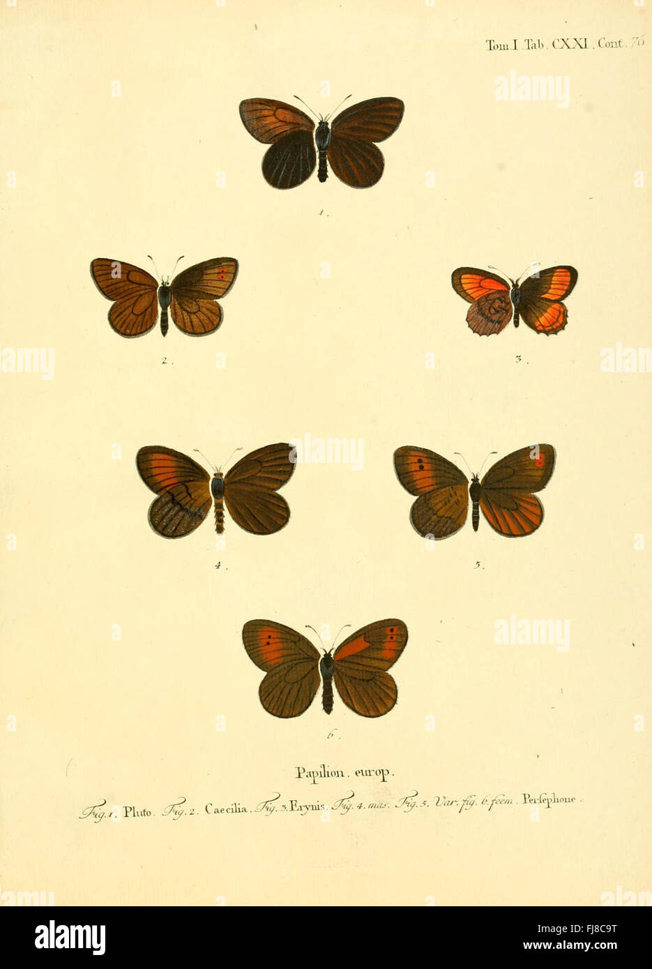 Die Schmetterlinge in Abbildungen nach der Natur (Tab. CXXI ...