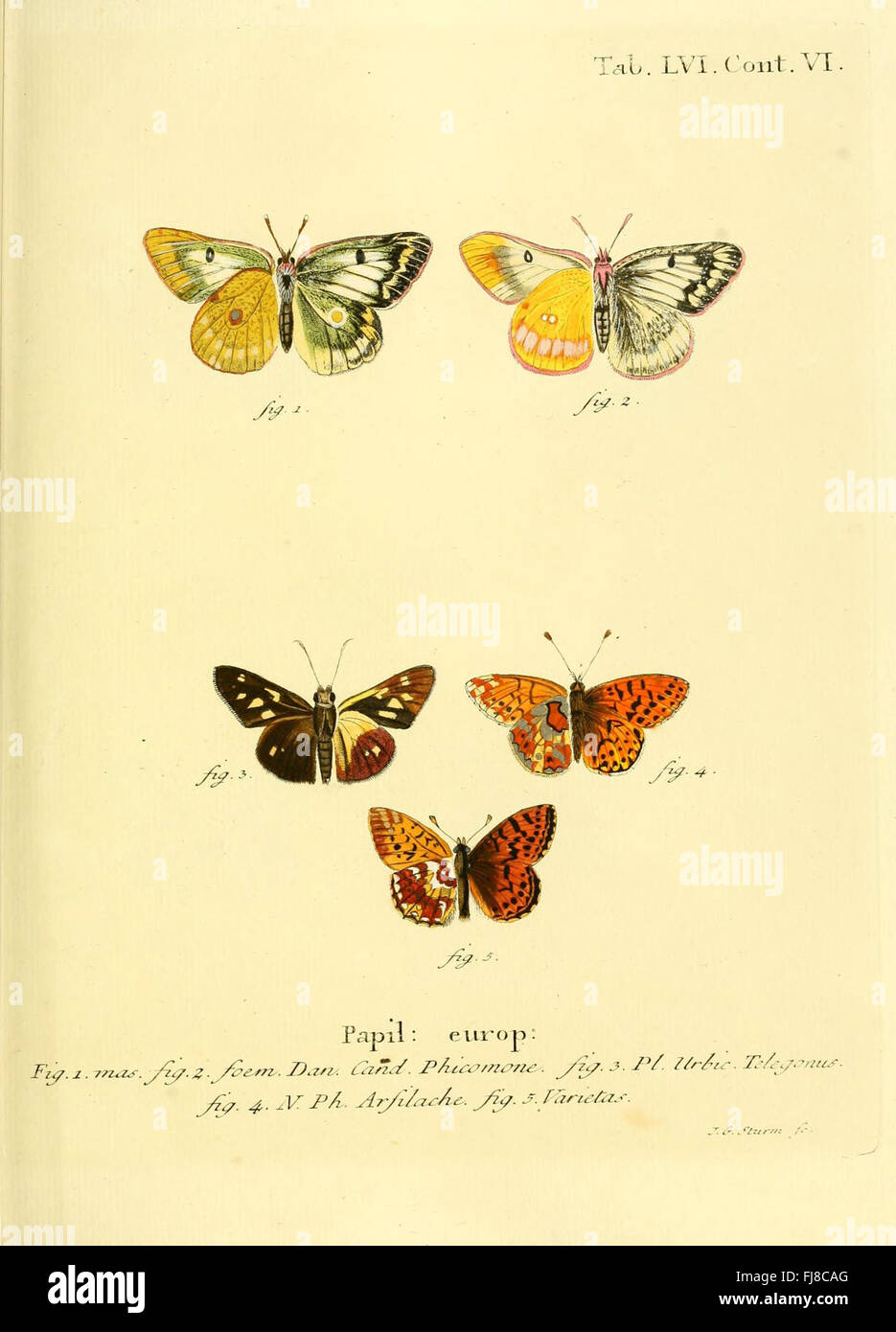 A catalog of European butterfly species, with a focus on Lepidoptera ...