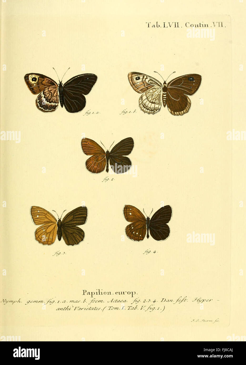 A study on European Lepidoptera, documenting butterfly species with ...