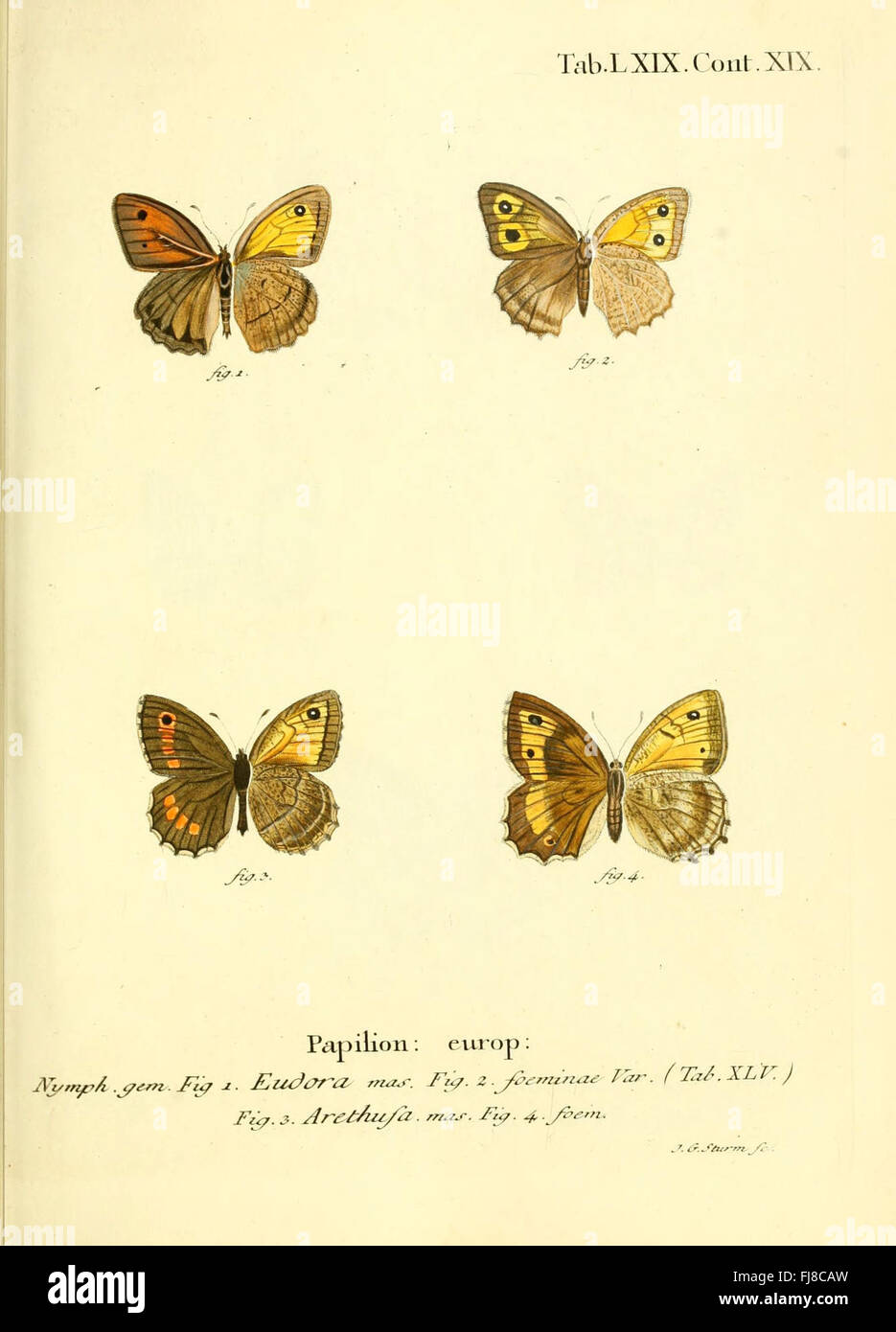 This collection of European butterflies showcases a variety of species ...