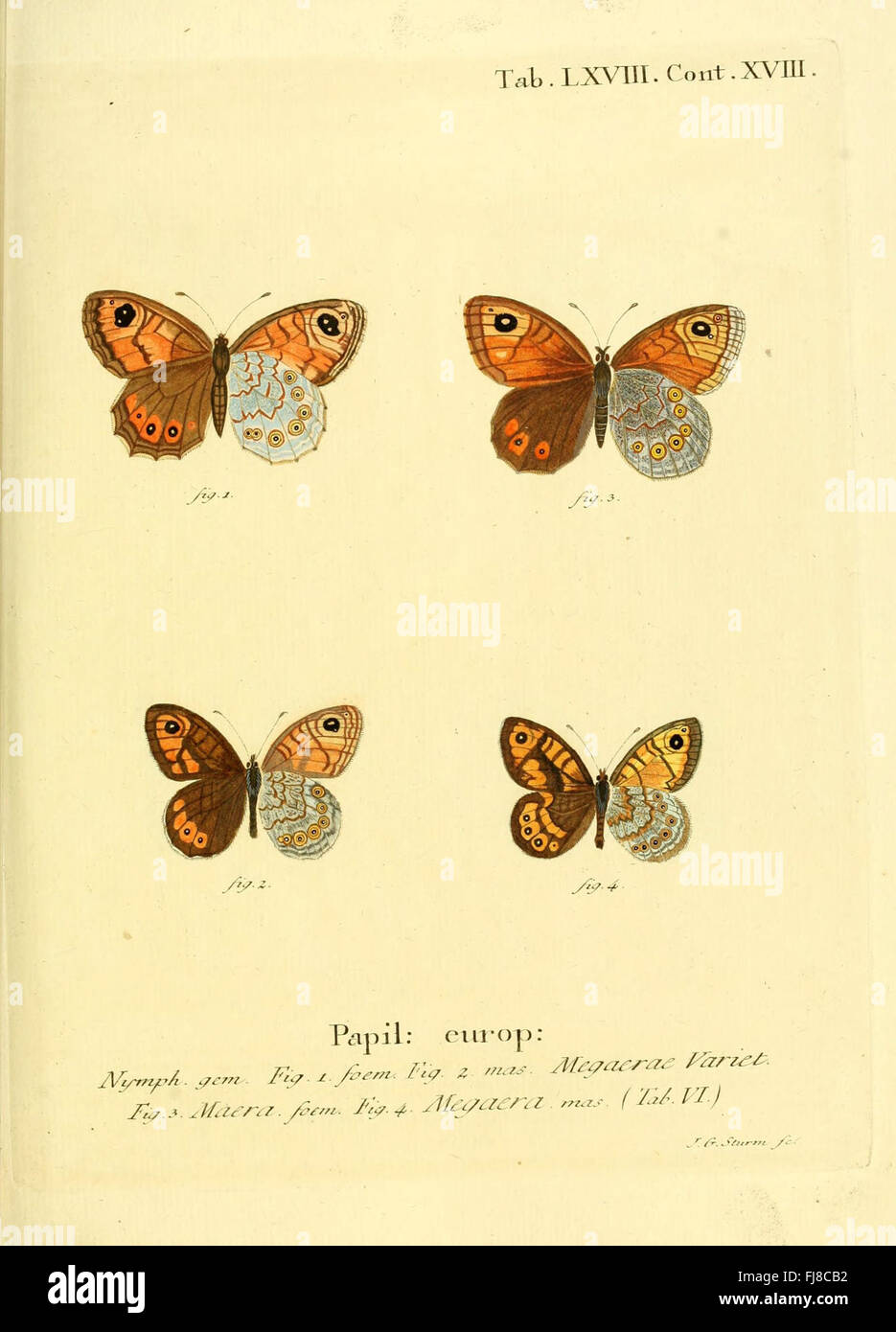 An illustrated work depicting various butterfly species from Europe ...