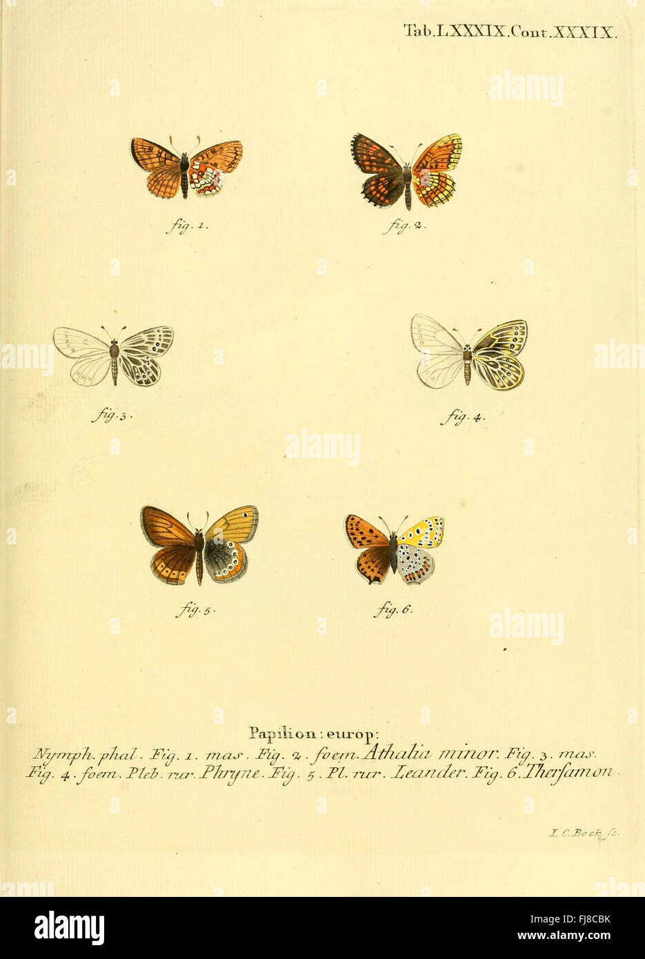 A German work on butterflies, showcasing species through naturalistic ...