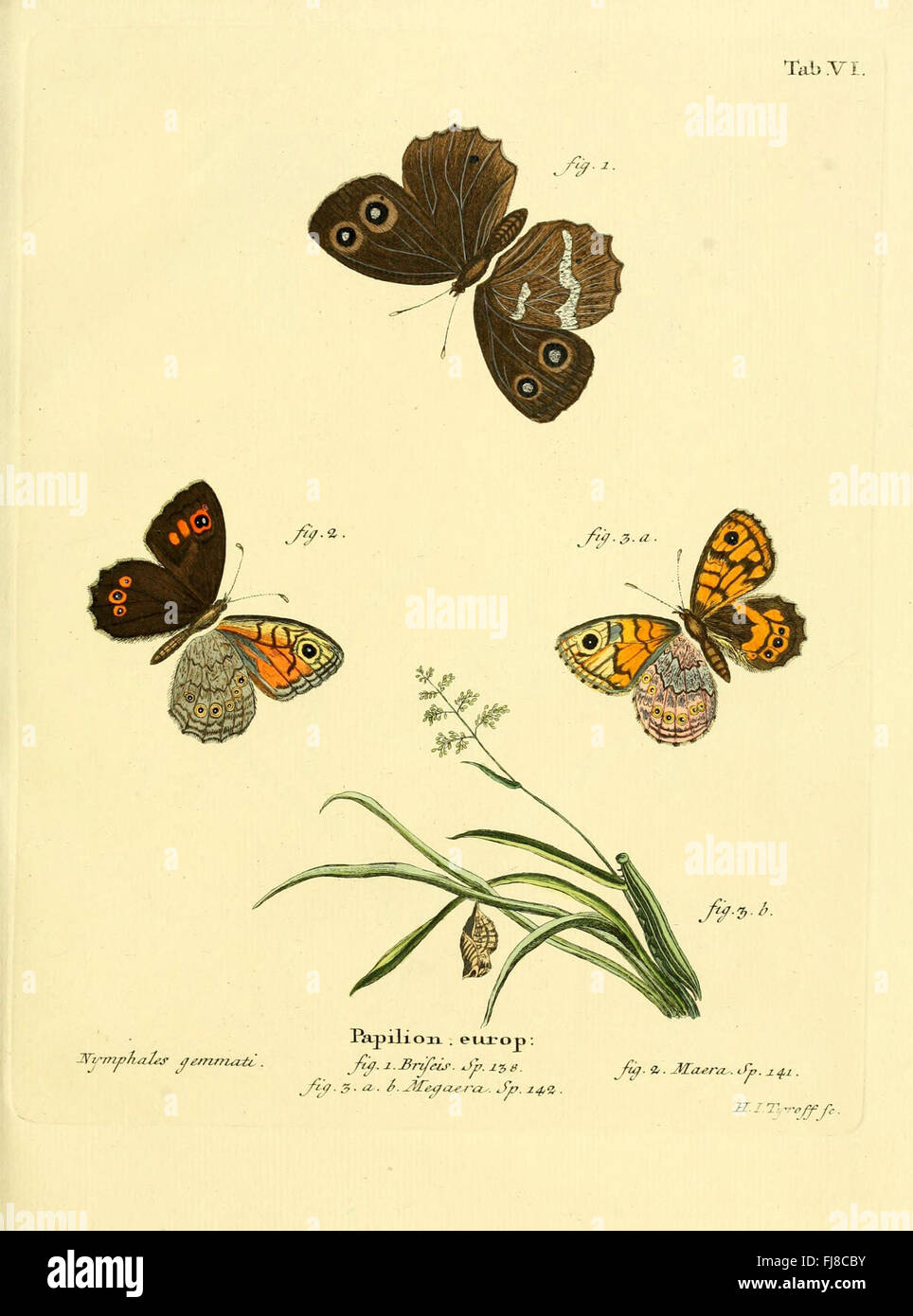 A German work on butterflies, showcasing species with detailed natural ...