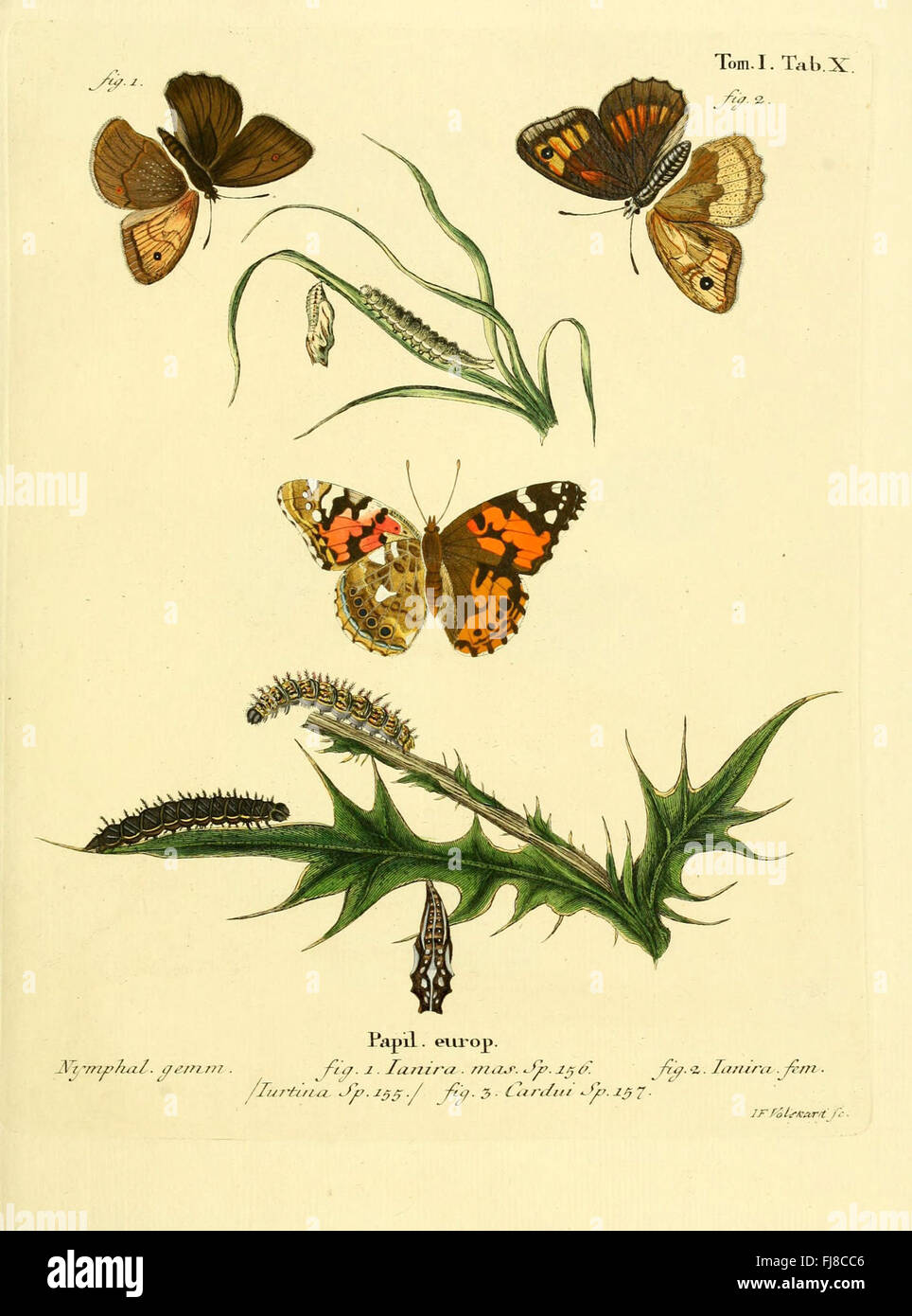 An illustrated work focusing on the butterflies of Europe, showcasing ...