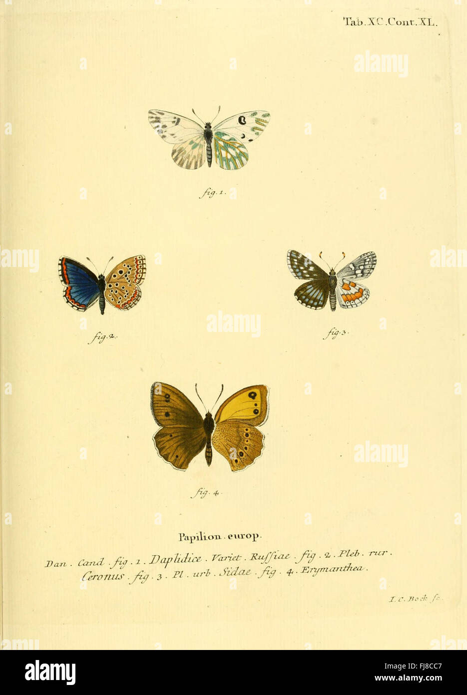 Butterflies illustrated from nature (Tab. XC Stock Photo - Alamy