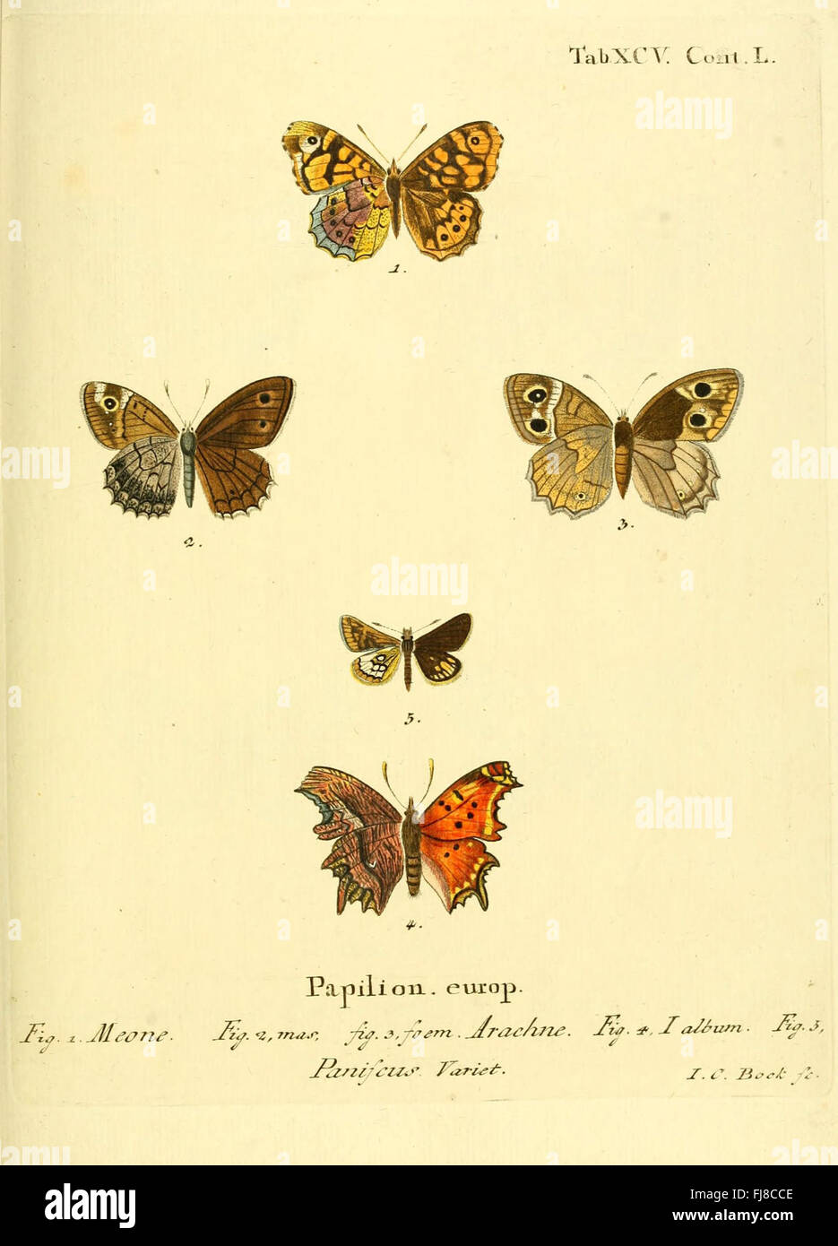 A detailed illustration of butterflies from the German entomological ...