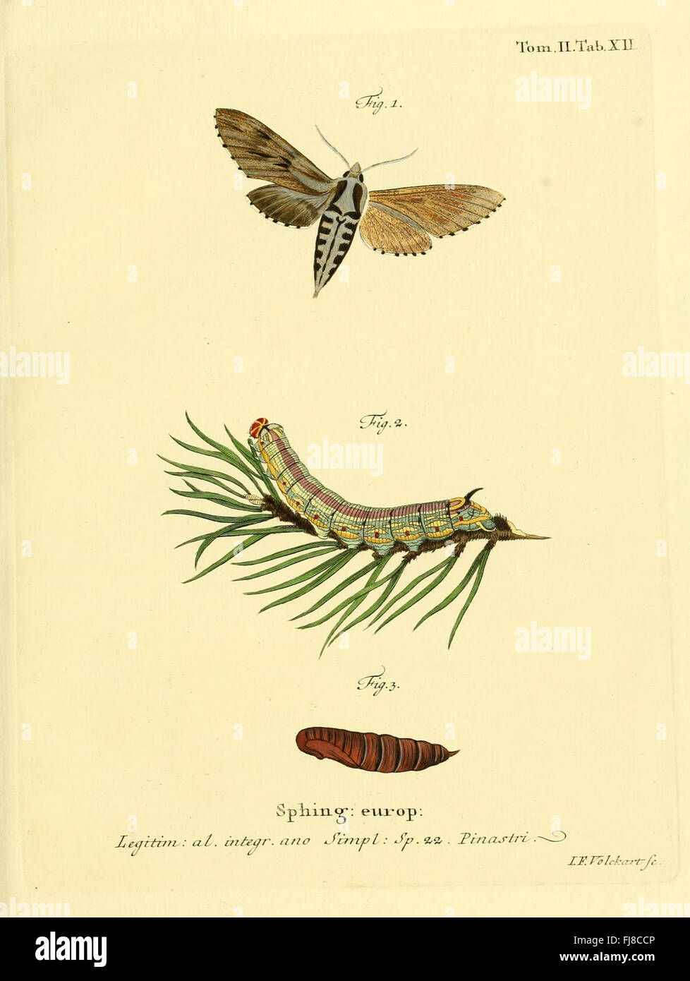 Illustrated guide on European butterflies, detailing species ...