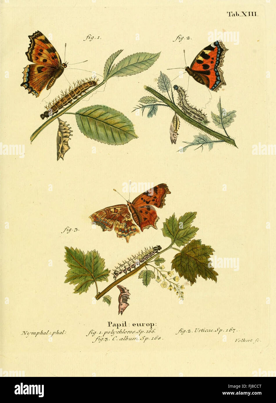 A detailed pictorial study of European butterflies, featuring accurate ...