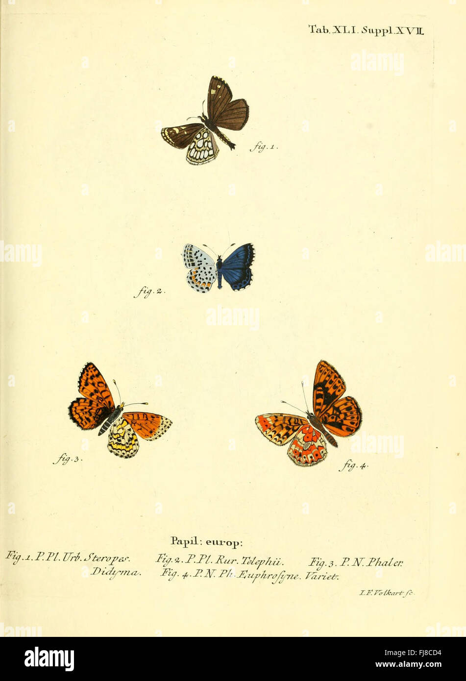 A German study of butterflies in Europe, with detailed illustrations of ...