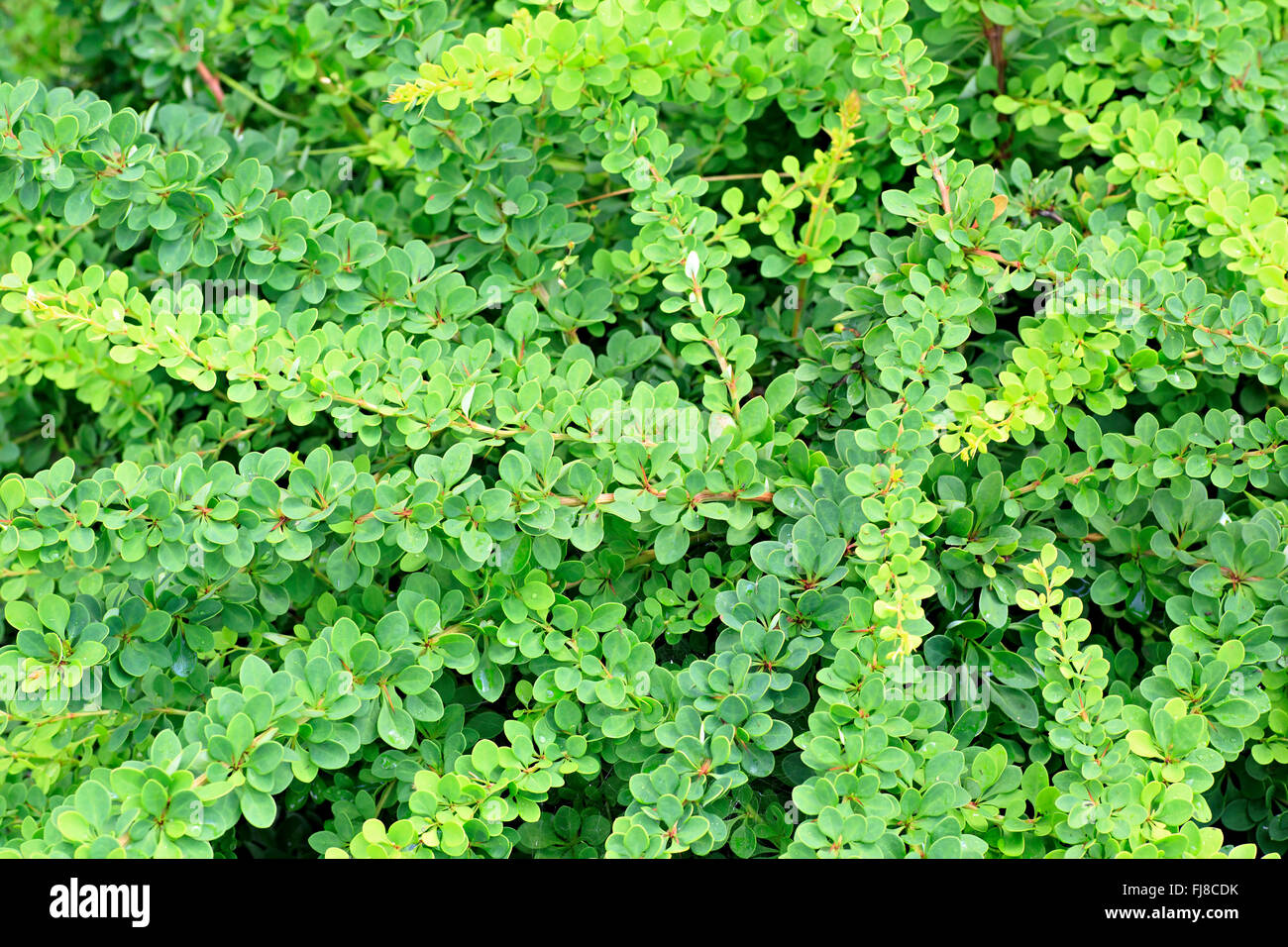 Berberis is large genus of deciduous and evergreen shrubs Stock Photo ...