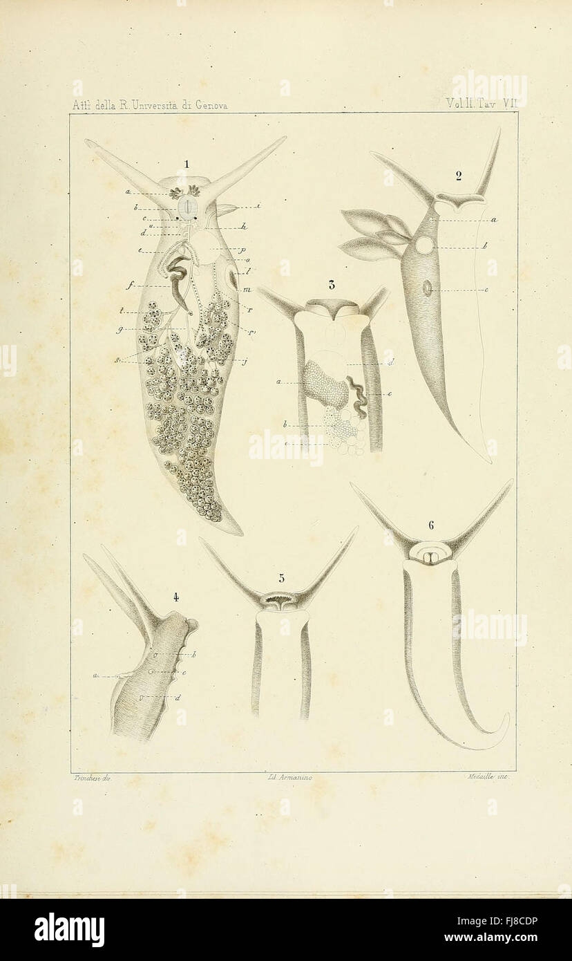 Marine mollusk classification hi-res stock photography and images - Alamy