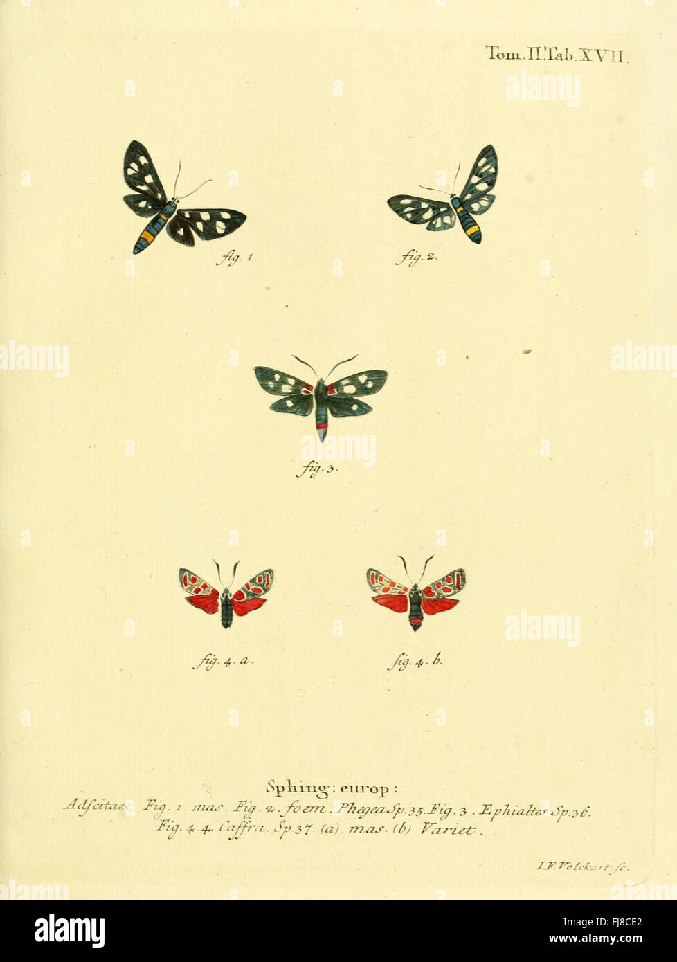 An illustration showcasing various species of butterflies from Europe ...