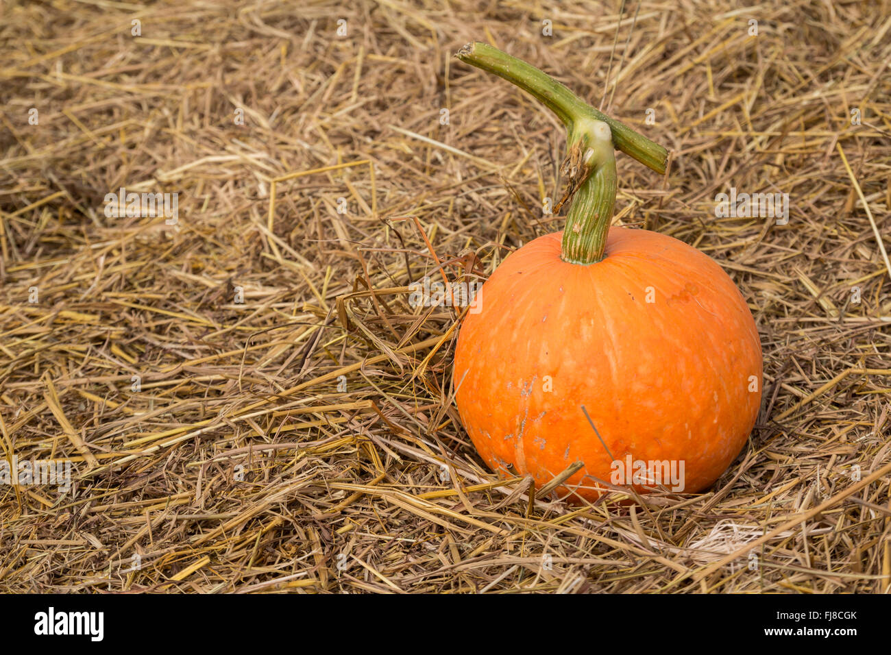 Pumpkin on straw bale halloween hi-res stock photography and images - Alamy