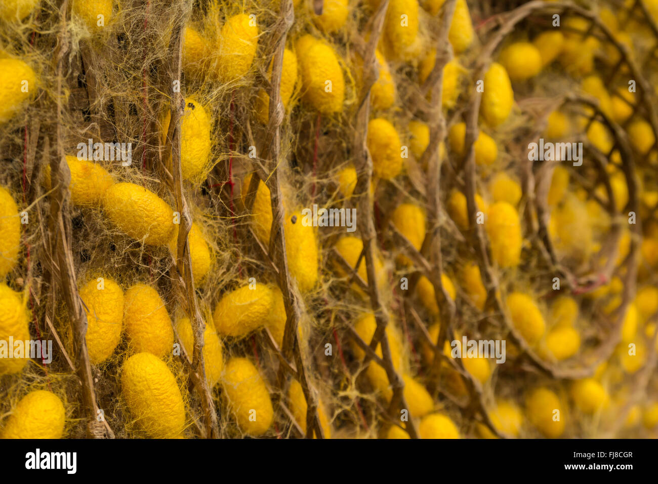 group of silk worm cocoons in nests Stock Photo - Alamy