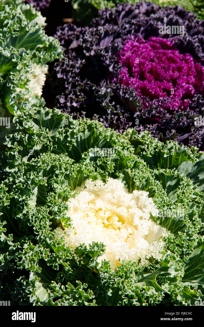 Korean Lettuce in garden Stock Photo - Alamy