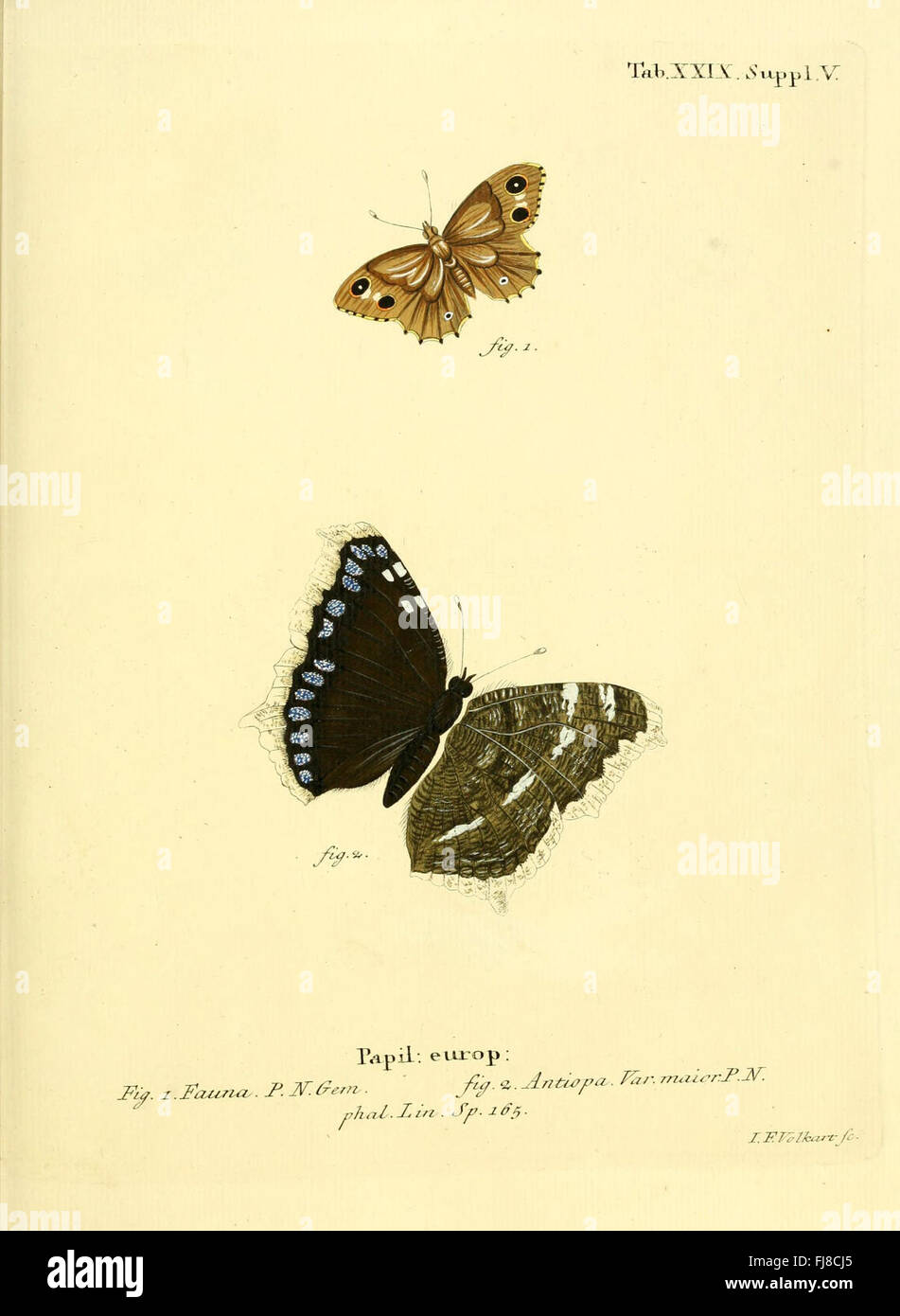 An illustration-based work on butterflies in Europe, showcasing various ...