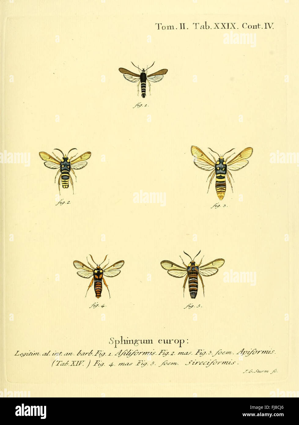 Cataloging of european butterfly species hi-res stock photography and ...