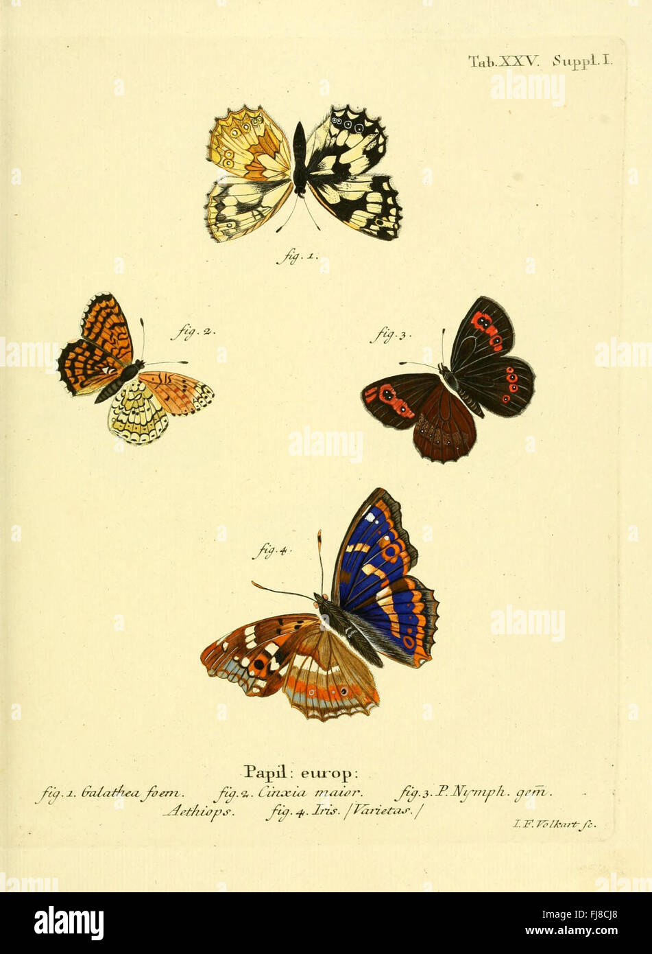 An additional volume on European butterflies, with detailed ...