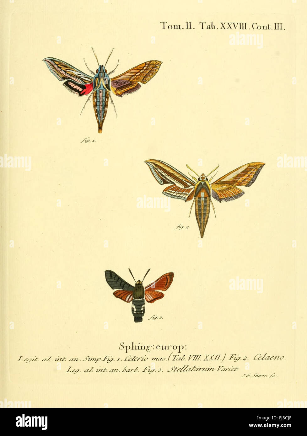 An exploration of European butterflies, including detailed ...