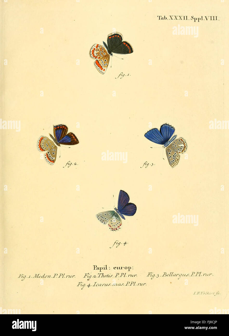 A detailed illustration of butterflies in their natural form ...